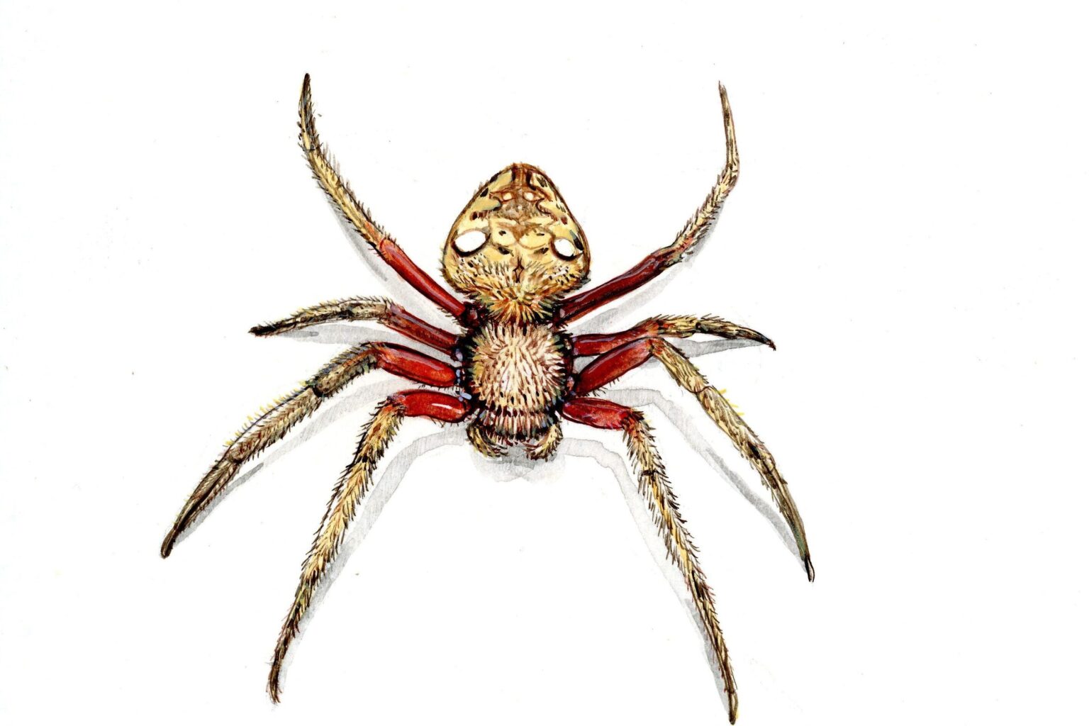 Fact File: Garden orb weaver - Australian Geographic