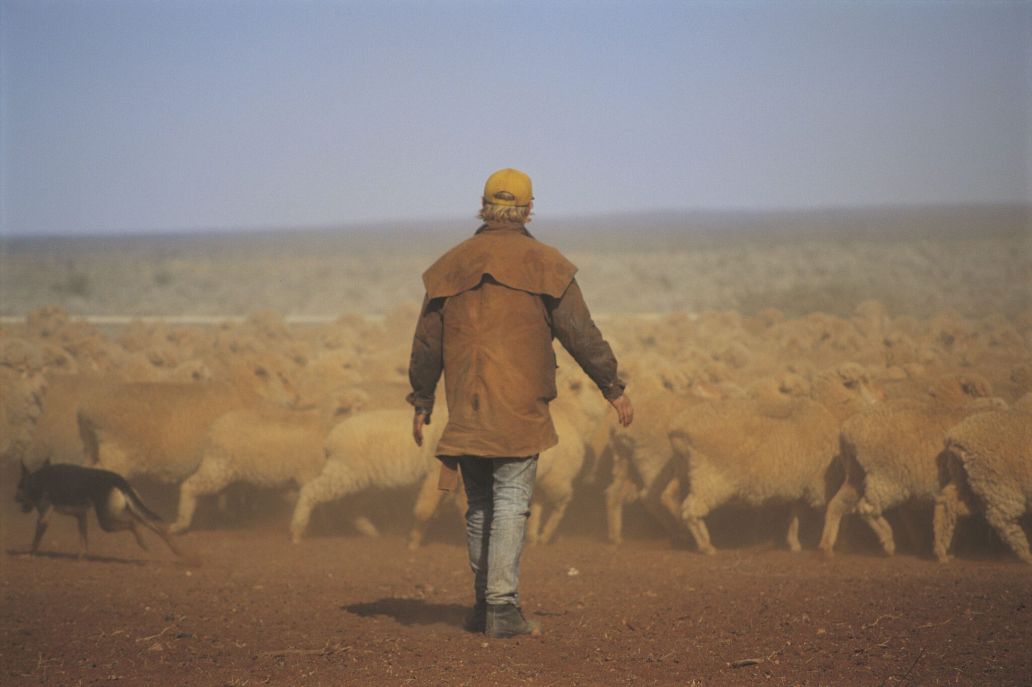 Australia's merino wool industry begins - Australian Geographic