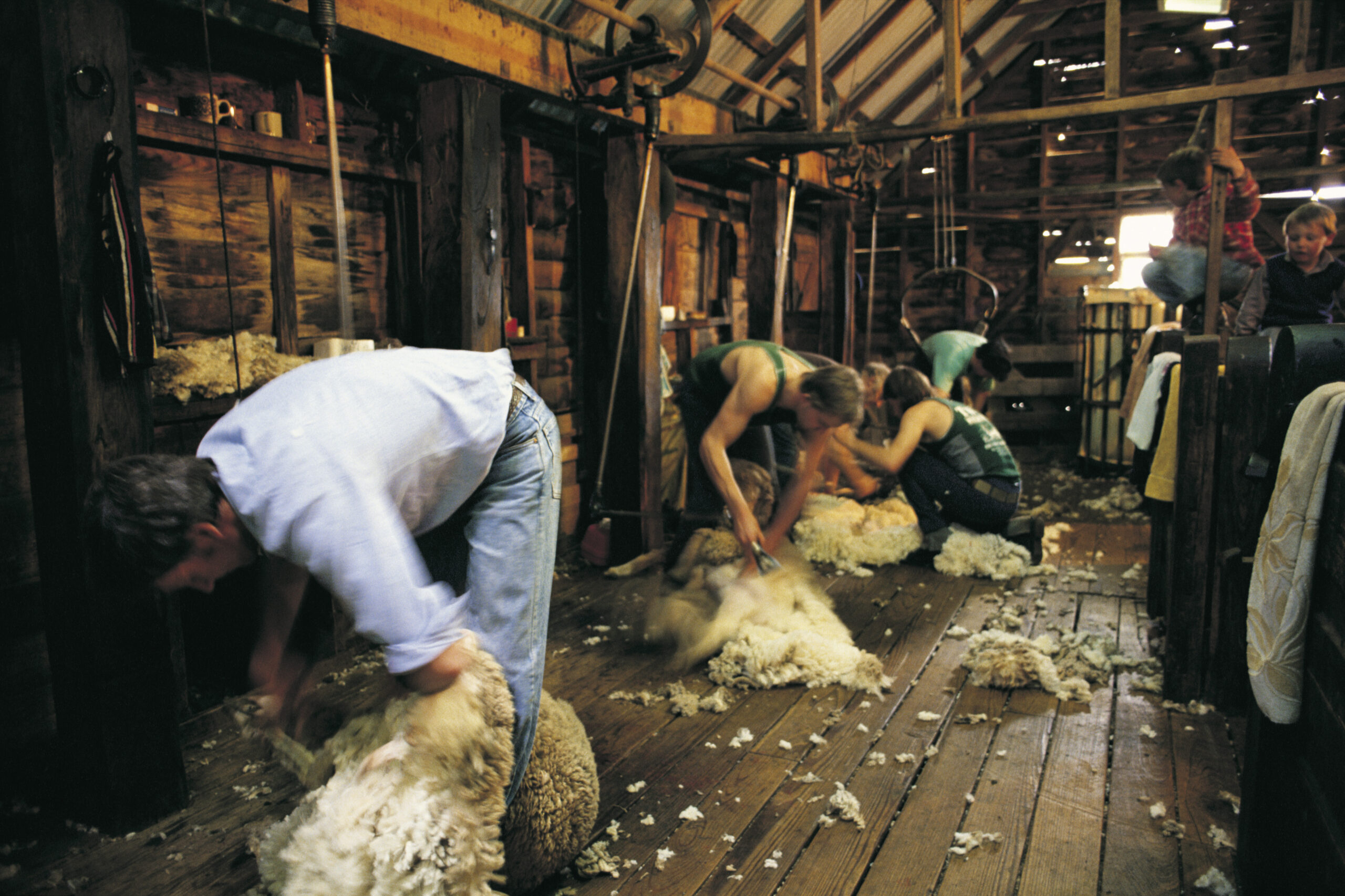 Australia's merino wool industry begins - Australian Geographic