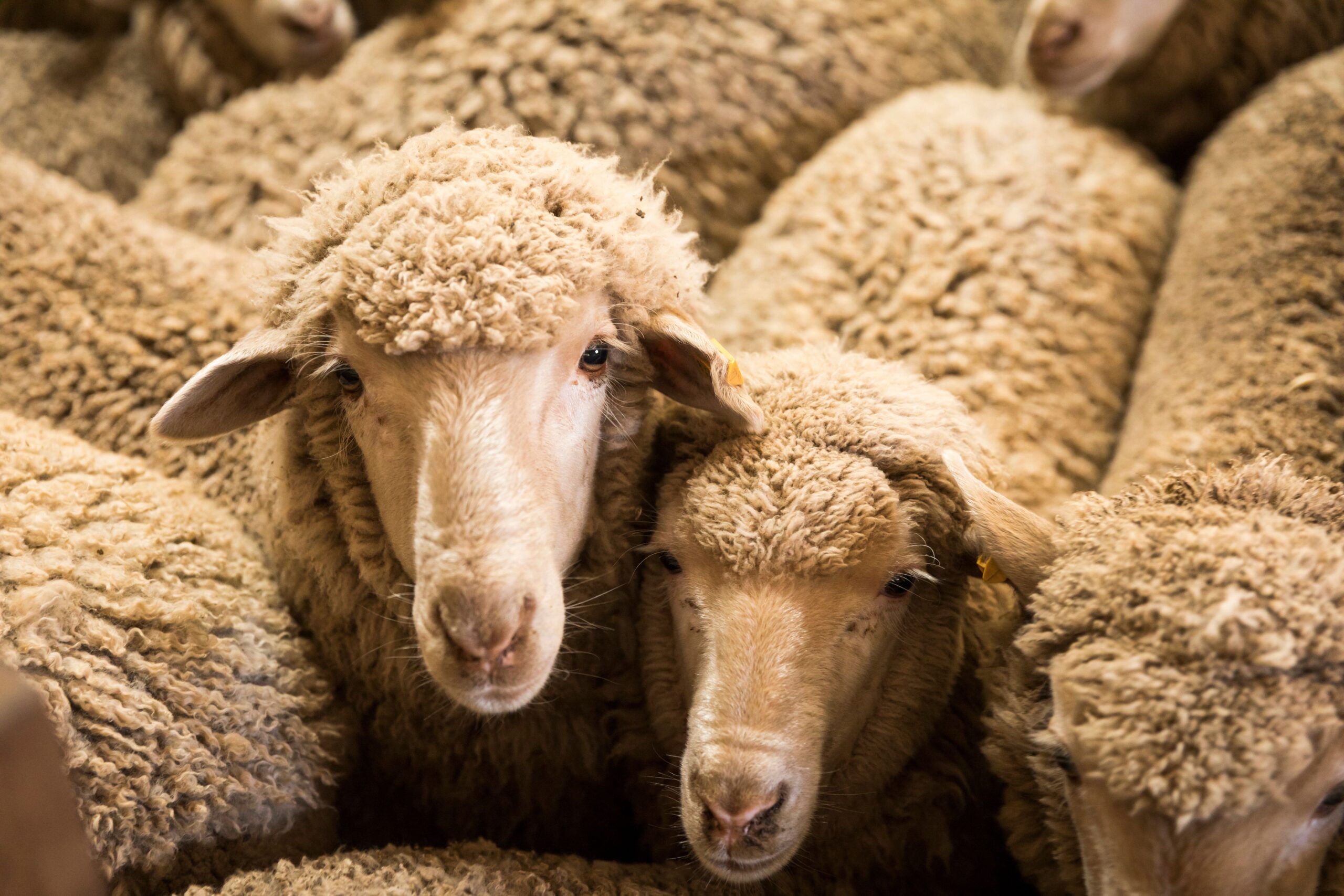 Sheep the ideal animal for domestication - Australian Geographic