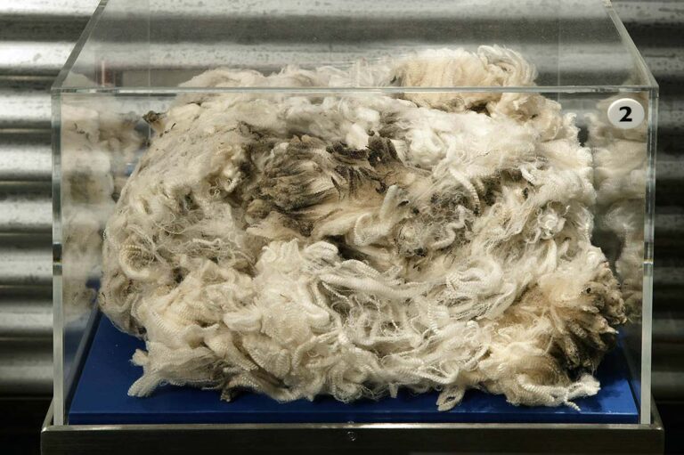Australia's merino wool industry begins - Australian Geographic