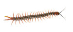 Fact File: Giant centipede (Ethmostigmus rubripes) - Australian Geographic