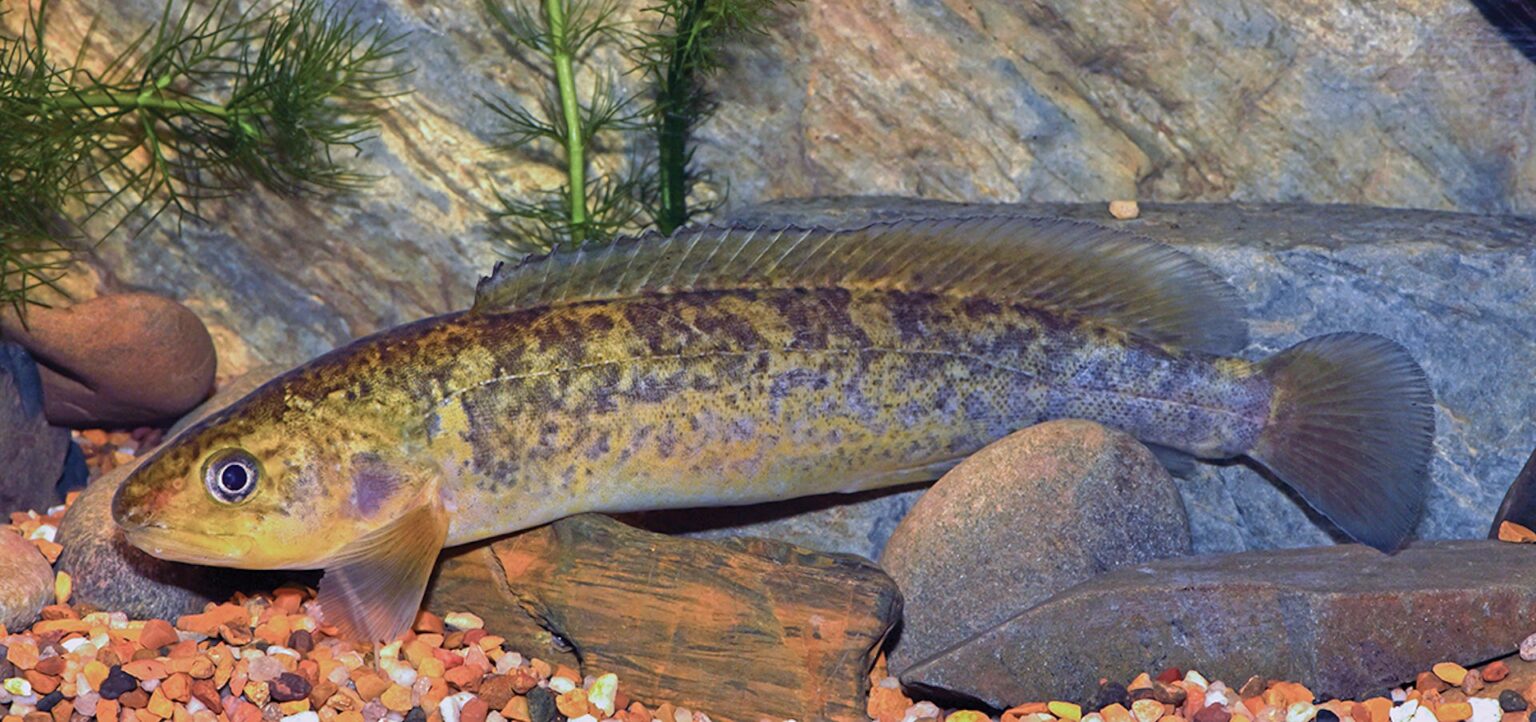 Troubled waters: Australia's freshwater fish are facing extinction ...