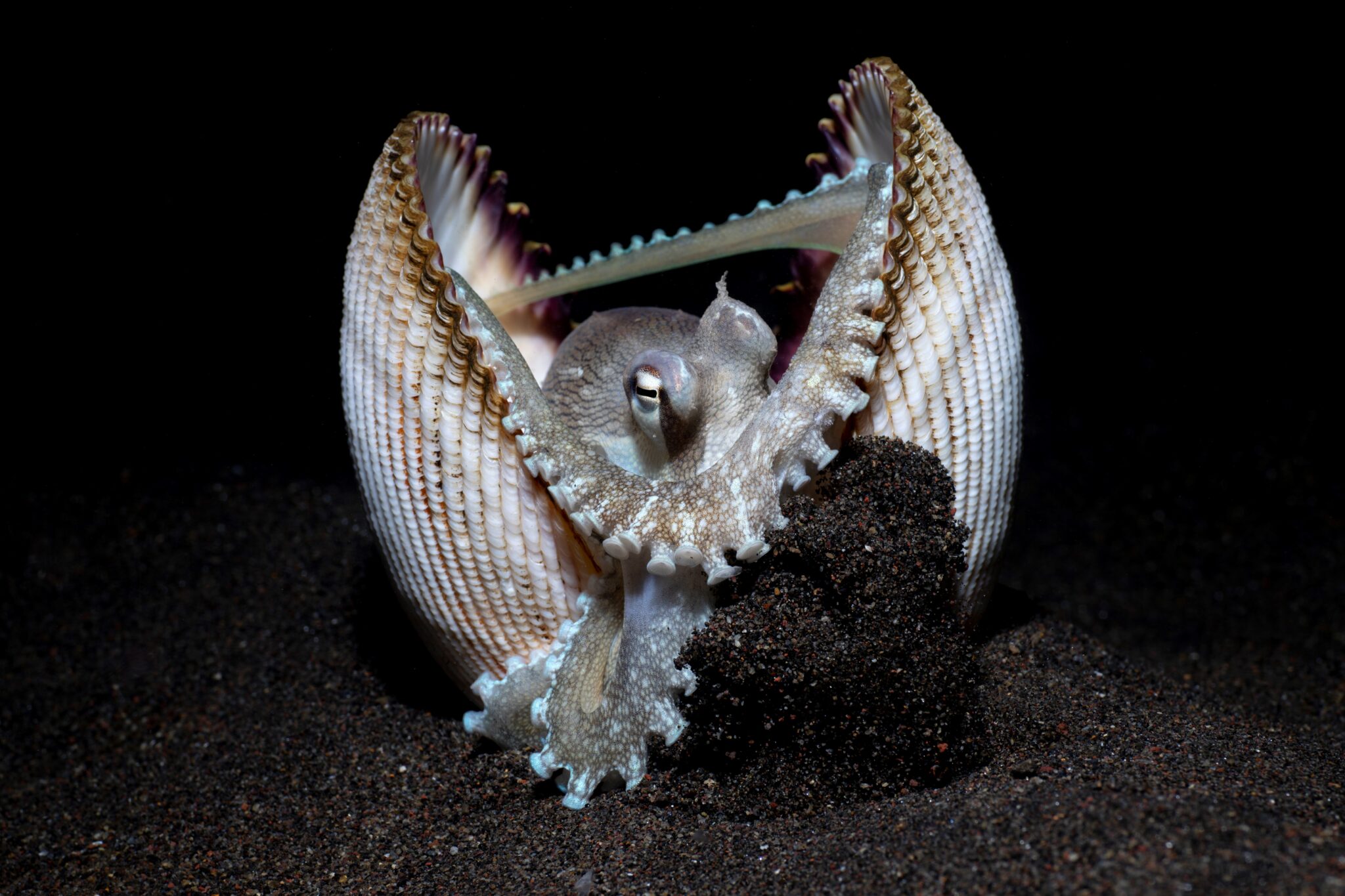 Octopus intelligence - Australian Geographic