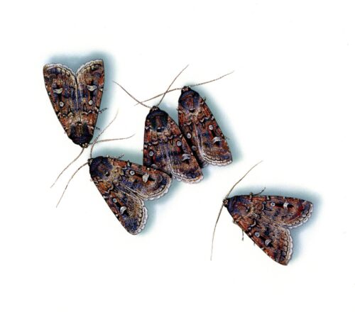 Bogong moth - Australian Geographic