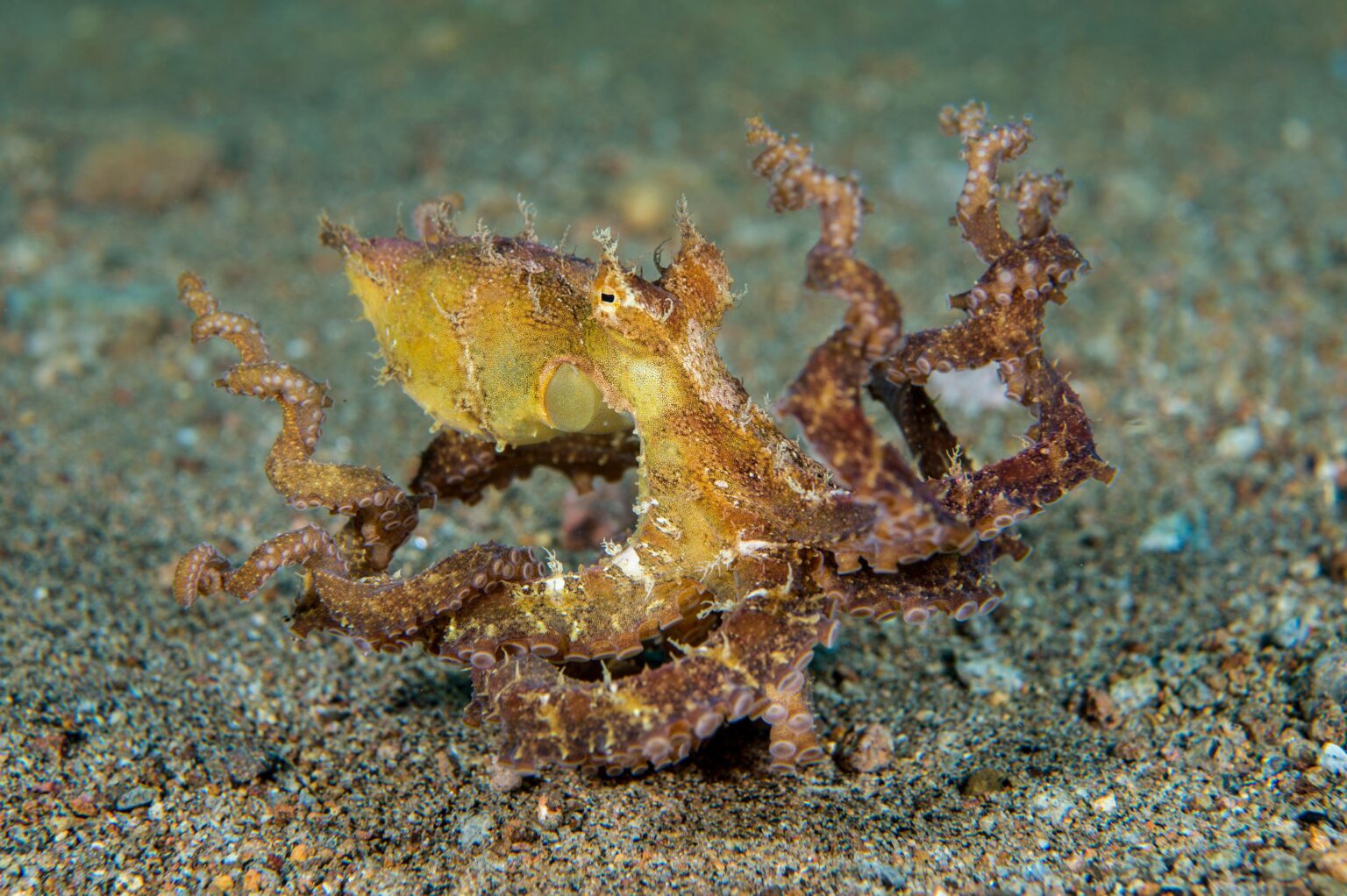 The cryptically camouflaged algae octopus, another of Wen-Sung’s study ...
