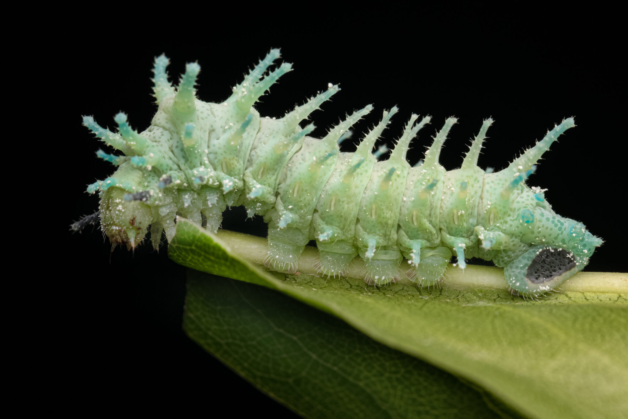 The Top End’s massive moth - Australian Geographic