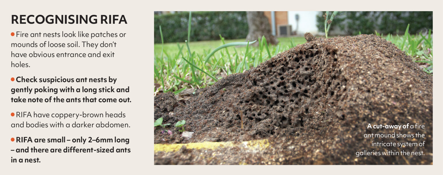 Formidable fire ants - Australian Geographic