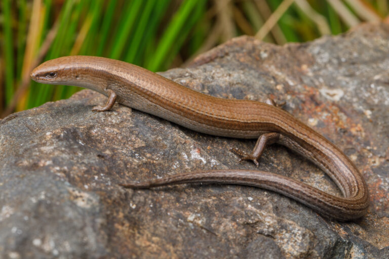To the untrained eye, the critically endangered long sunskink ...