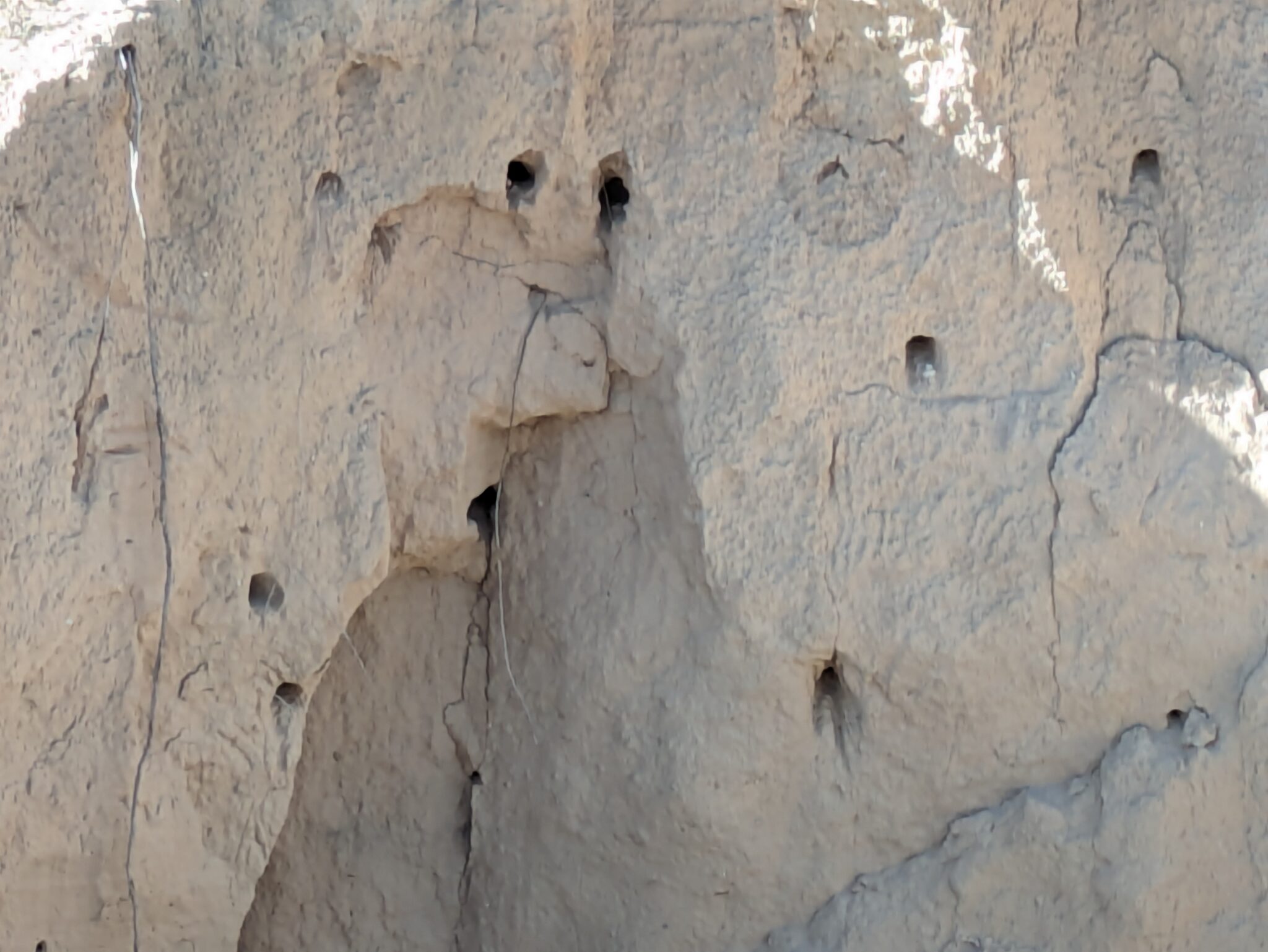 A Mungo swallow 'slapped me in the face'Australian Geographic
