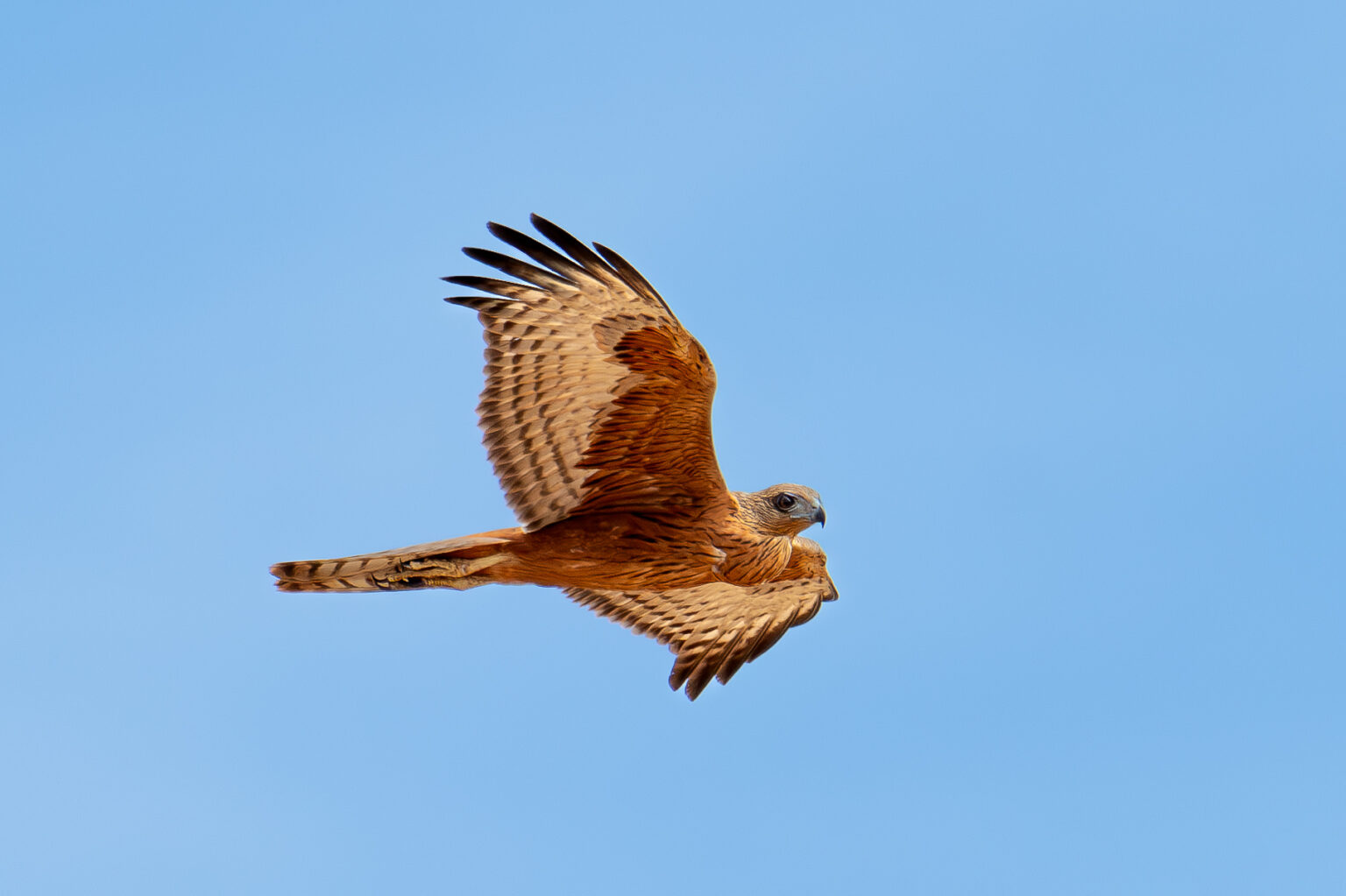 Return of the red goshawk - Australian Geographic