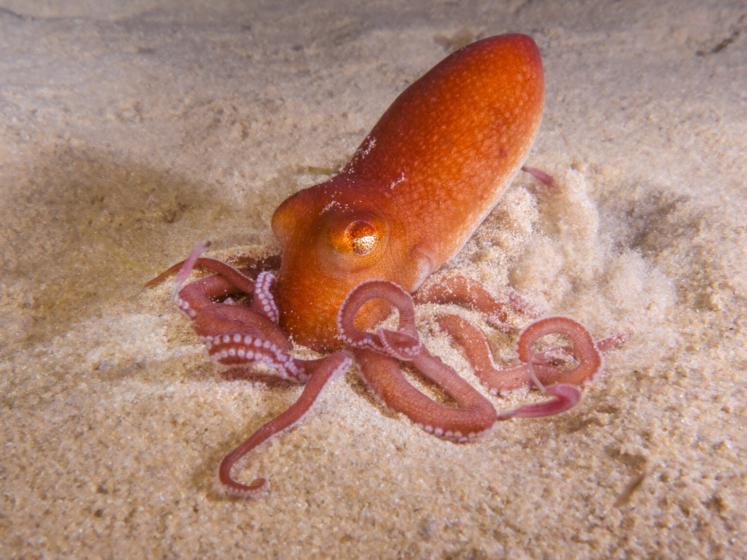 Octopus intelligence - Australian Geographic