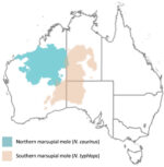 Unlocked: the genome of the mysterious marsupial mole- Australian ...