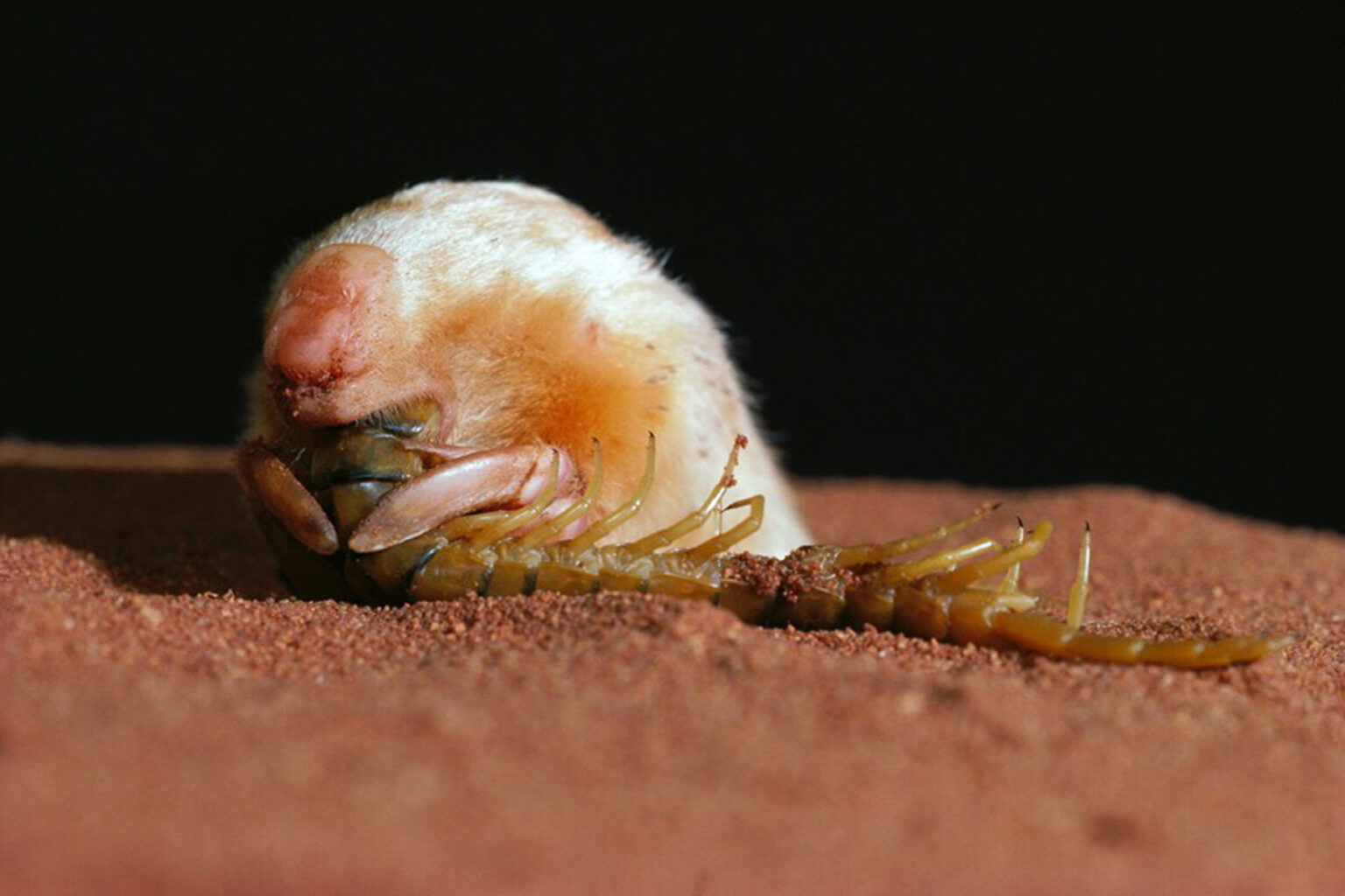 Unlocked: the genome of the mysterious marsupial mole- Australian ...