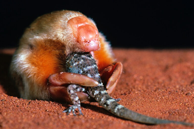 Unlocked: the genome of the mysterious marsupial mole- Australian ...