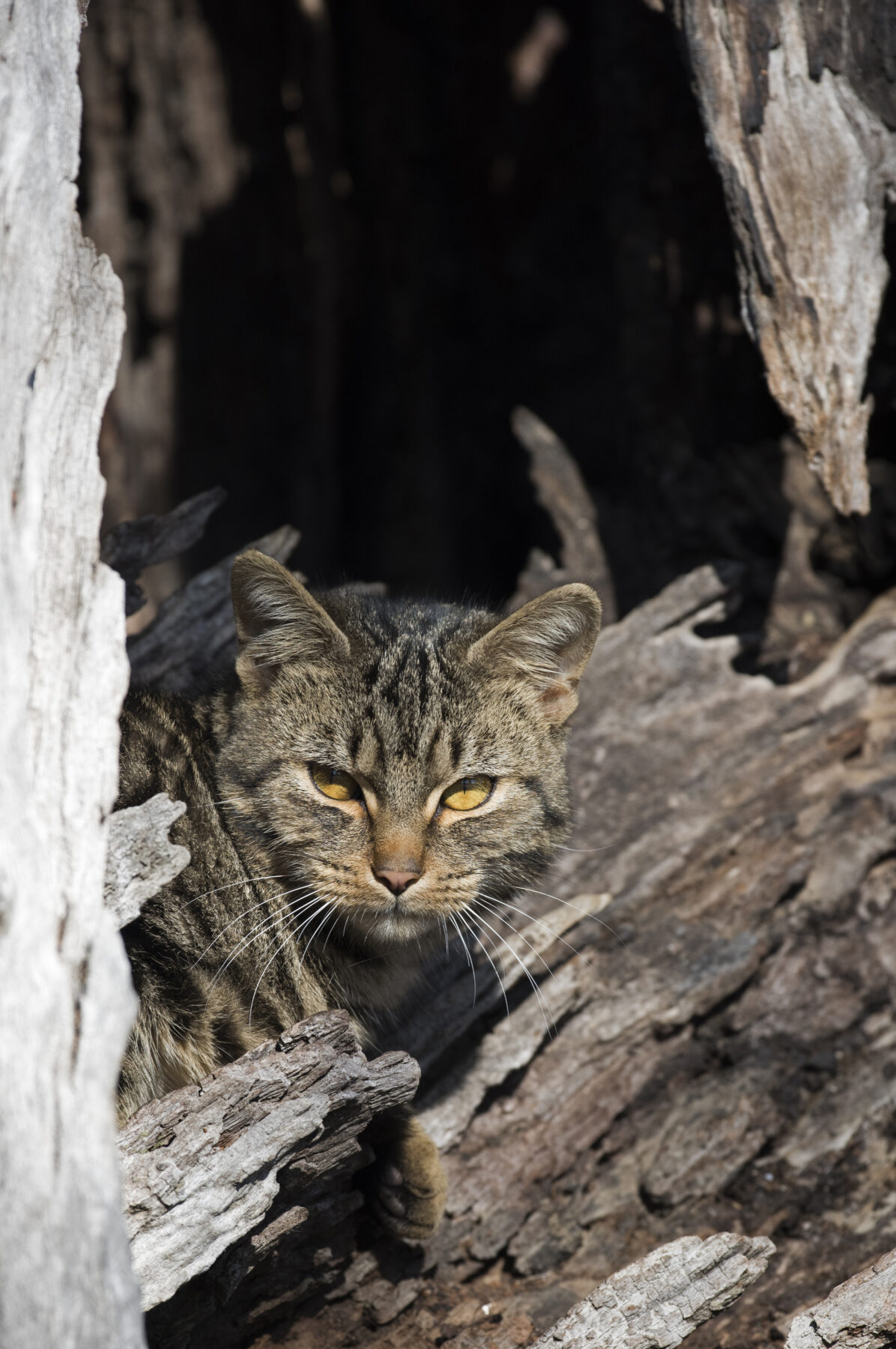 Dr Karl: The truth about Uluru - Australian Geographic