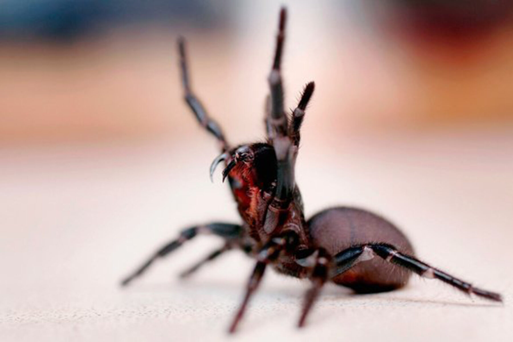 Sydney funnel-web spider found to be three different species ...