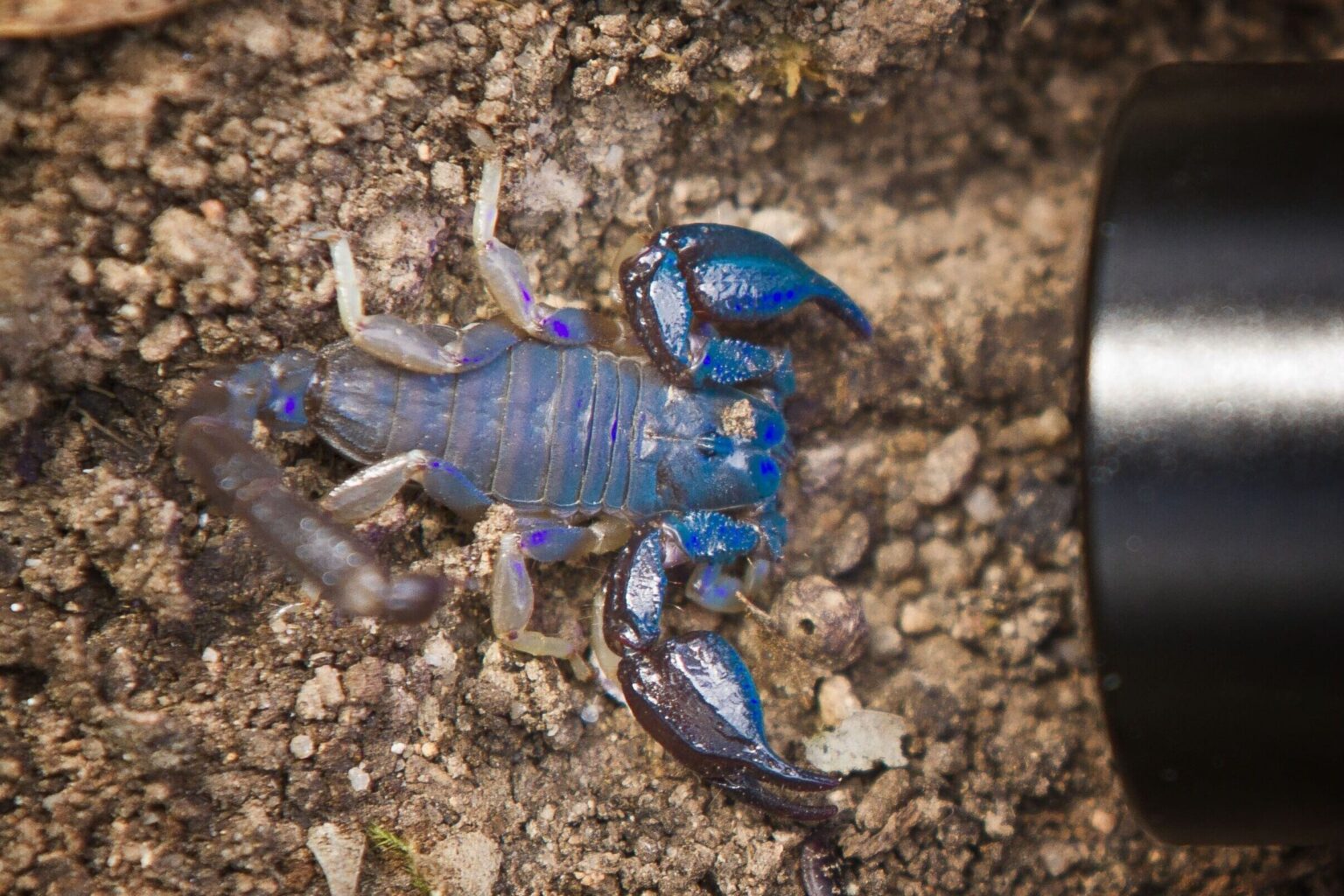 Fact File: Scorpion (Scorpiones) - Australian Geographic