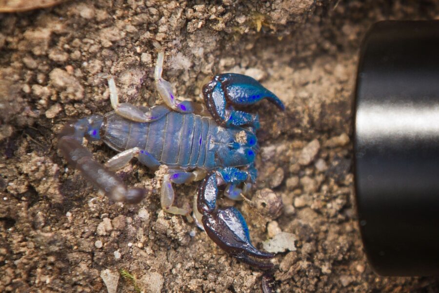 Fact File: Scorpion (Scorpiones) - Australian Geographic