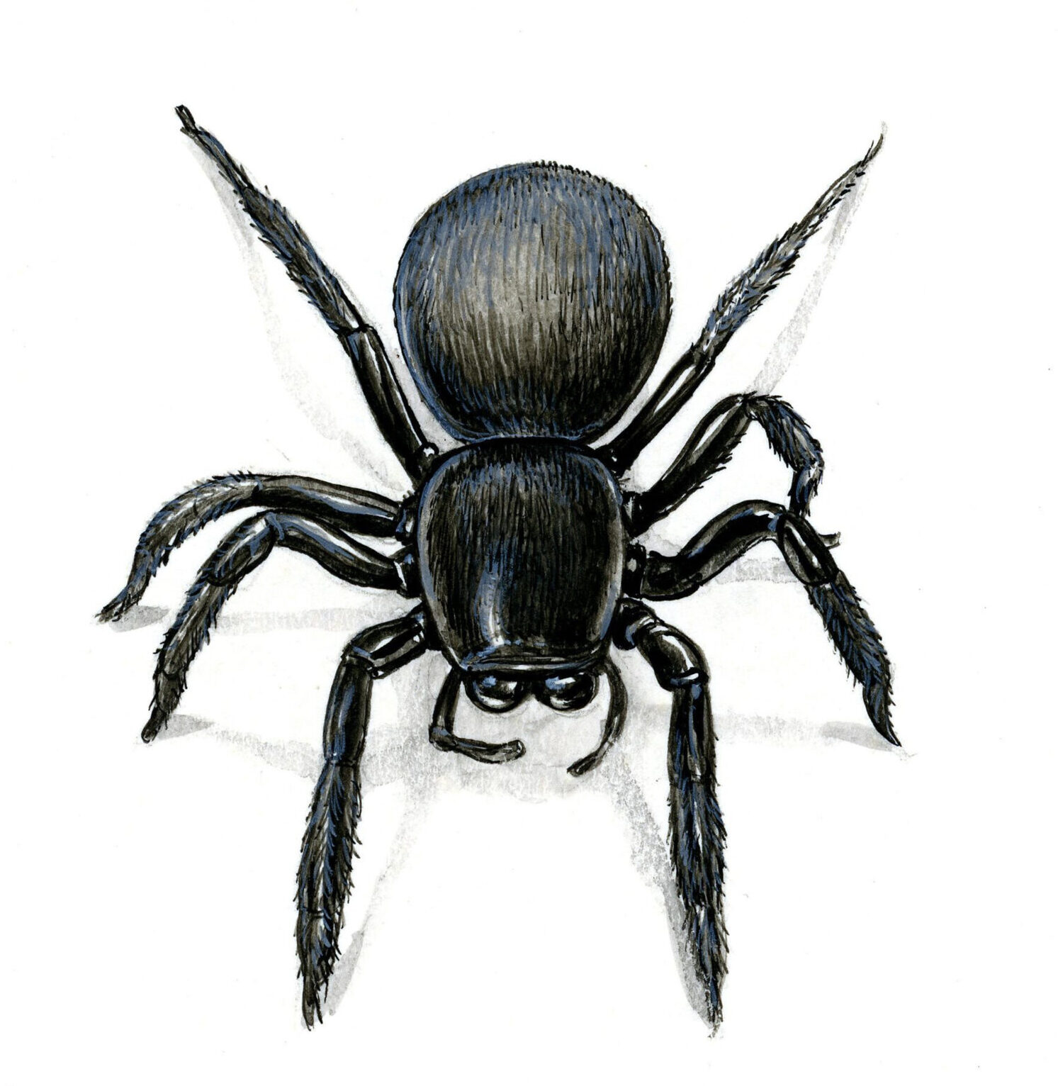 Fact File: Black house spider (Badumna insignis) - Australian Geographic