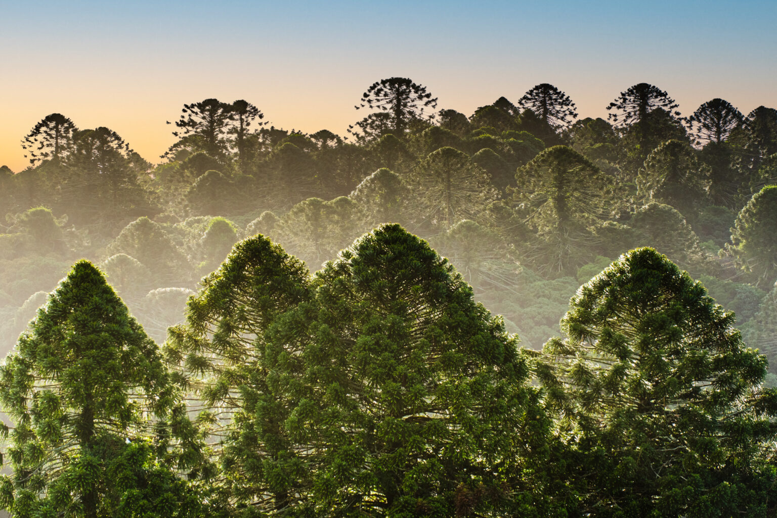 Bunya nut boom - Australian Geographic