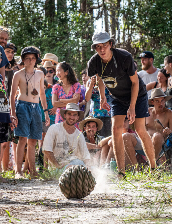 Bunya nut boom - Australian Geographic