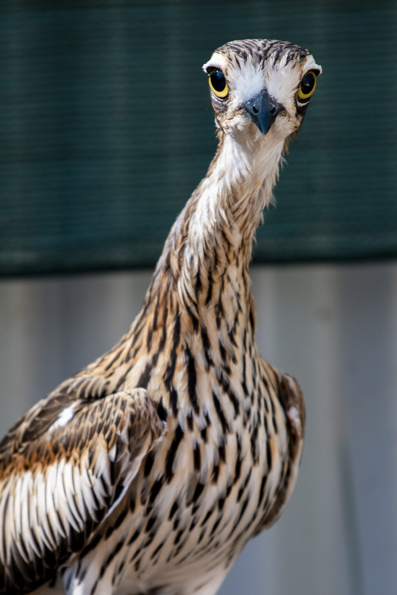Homeward bound for bush stone-curlews - Australian Geographic
