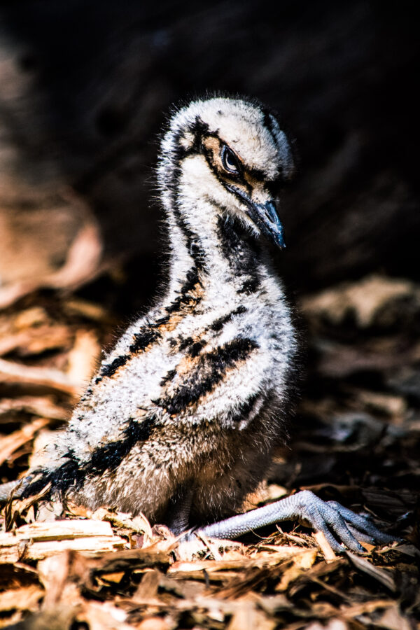 Homeward bound for bush stone-curlews - Australian Geographic