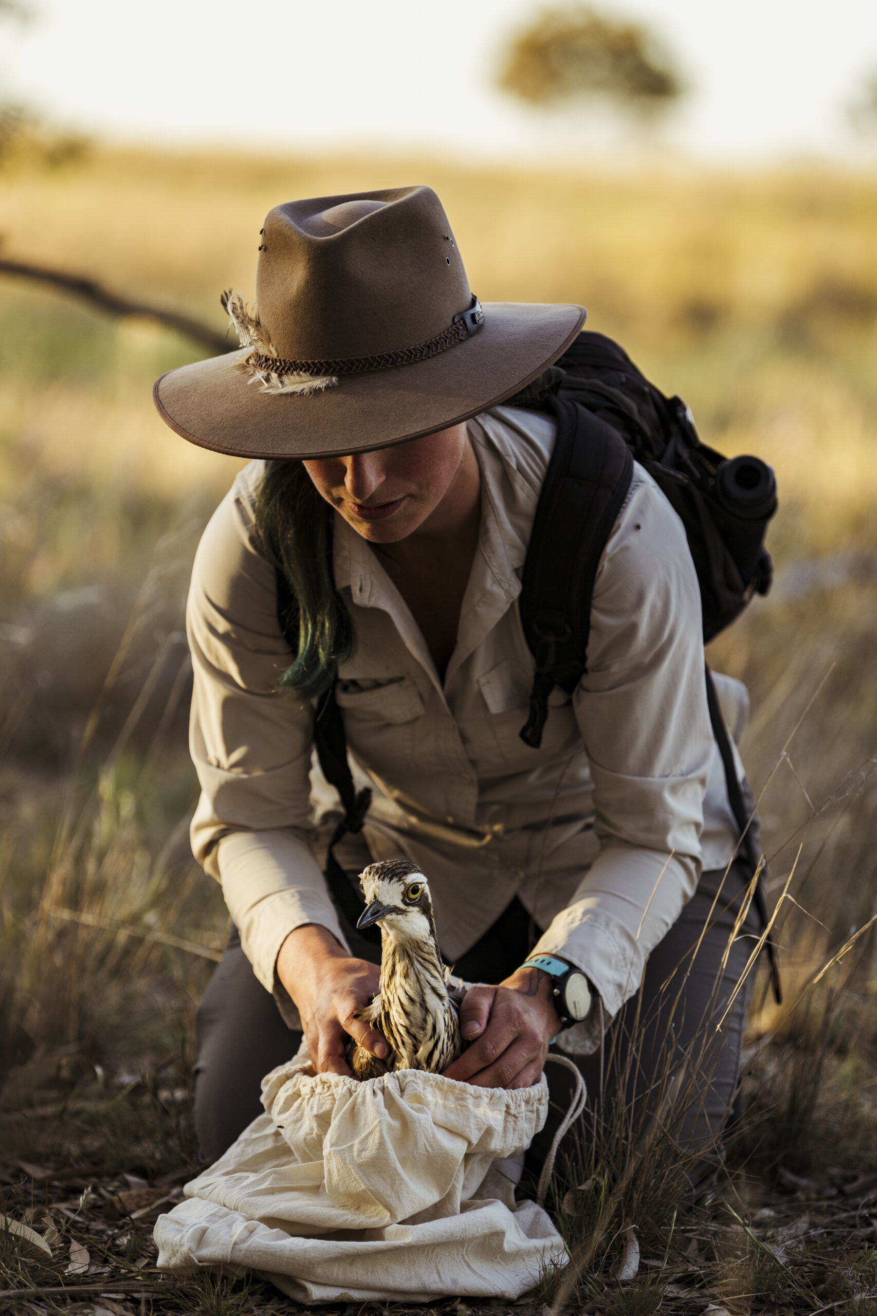 Homeward bound for bush stone-curlews - Australian Geographic