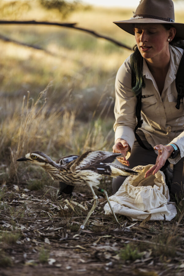 Homeward bound for bush stone-curlews - Australian Geographic
