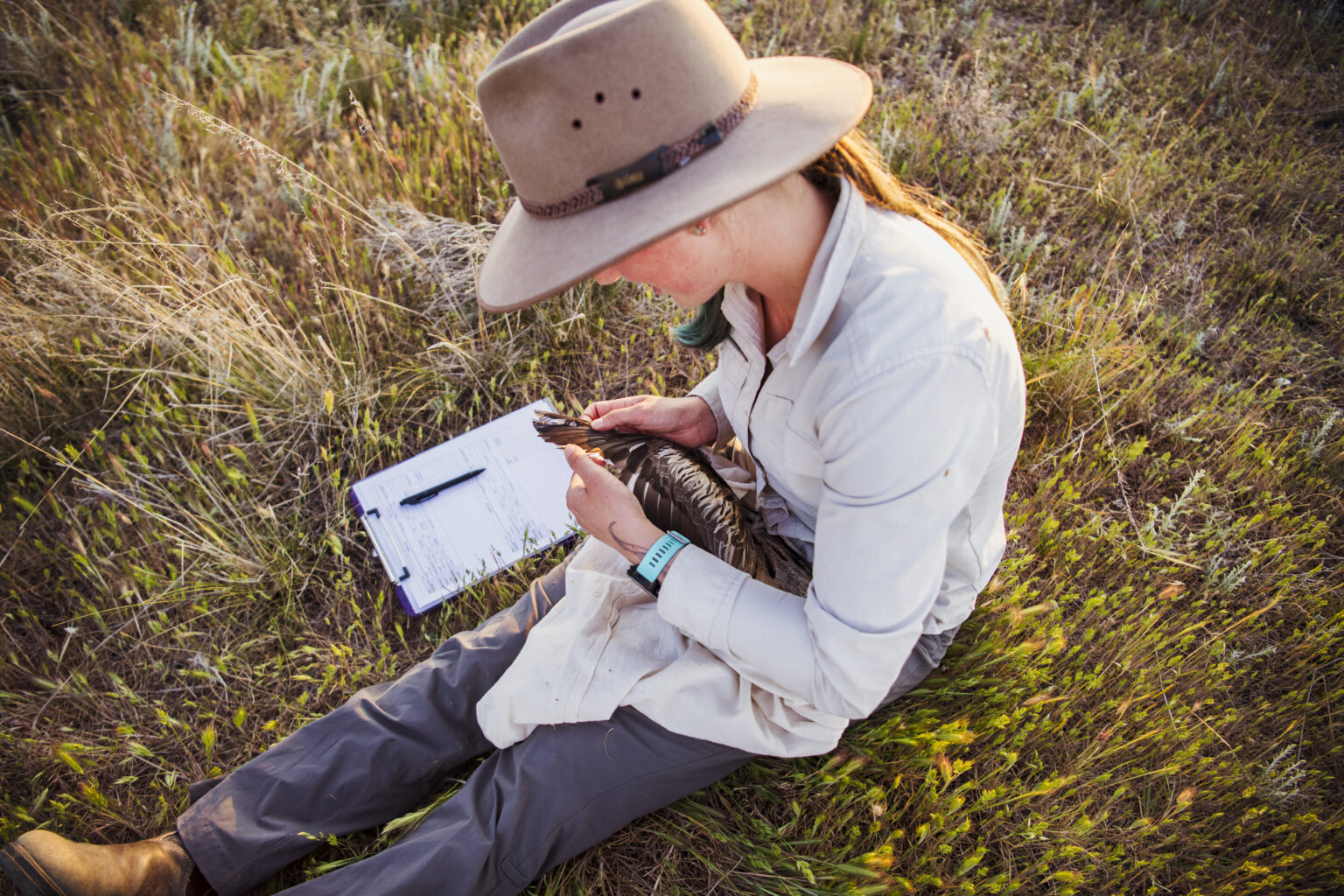 Homeward bound for bush stone-curlews - Australian Geographic