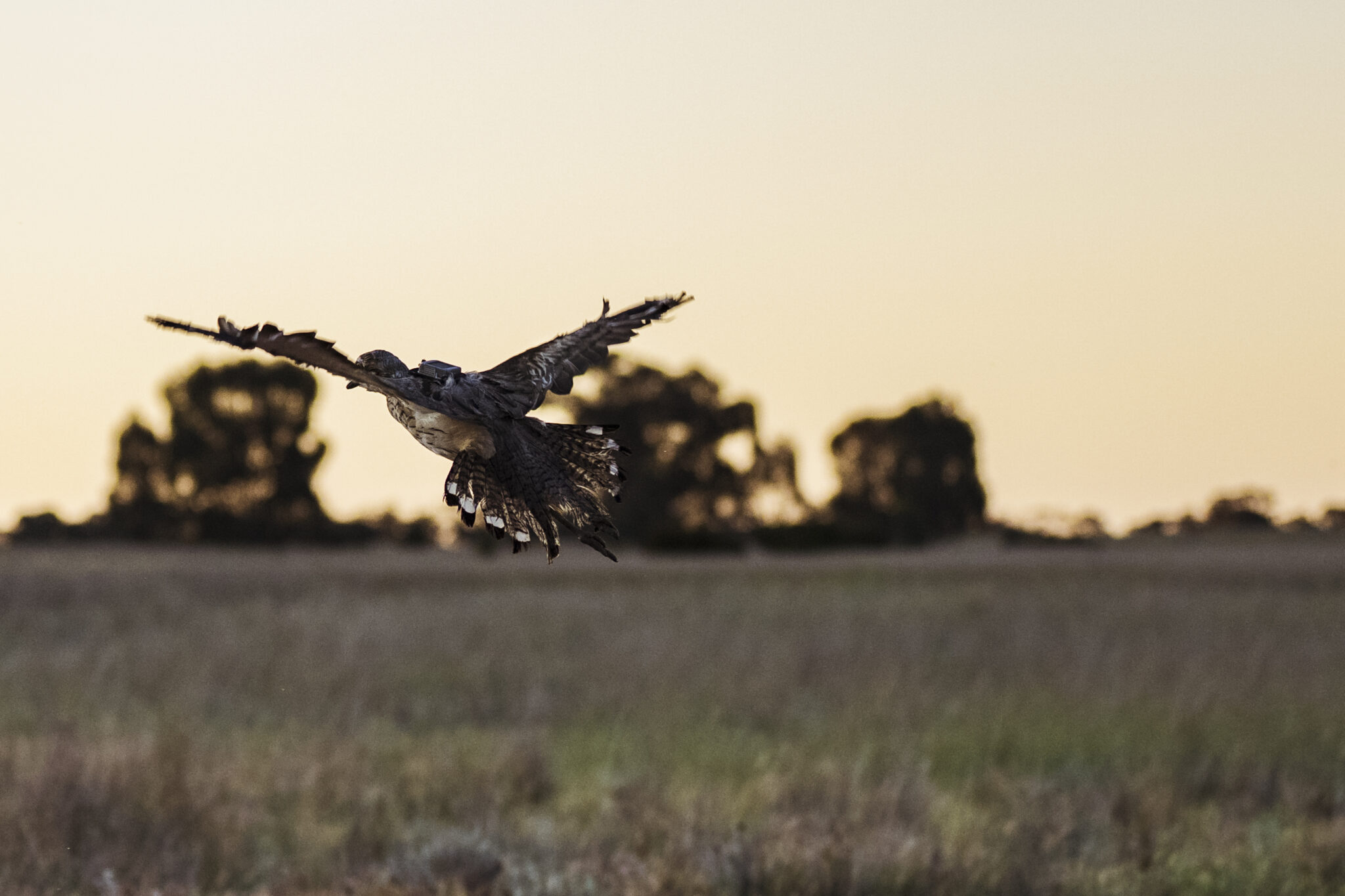 Homeward bound for bush stone-curlews - Australian Geographic