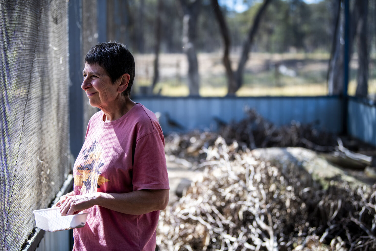 Homeward bound for bush stone-curlews - Australian Geographic