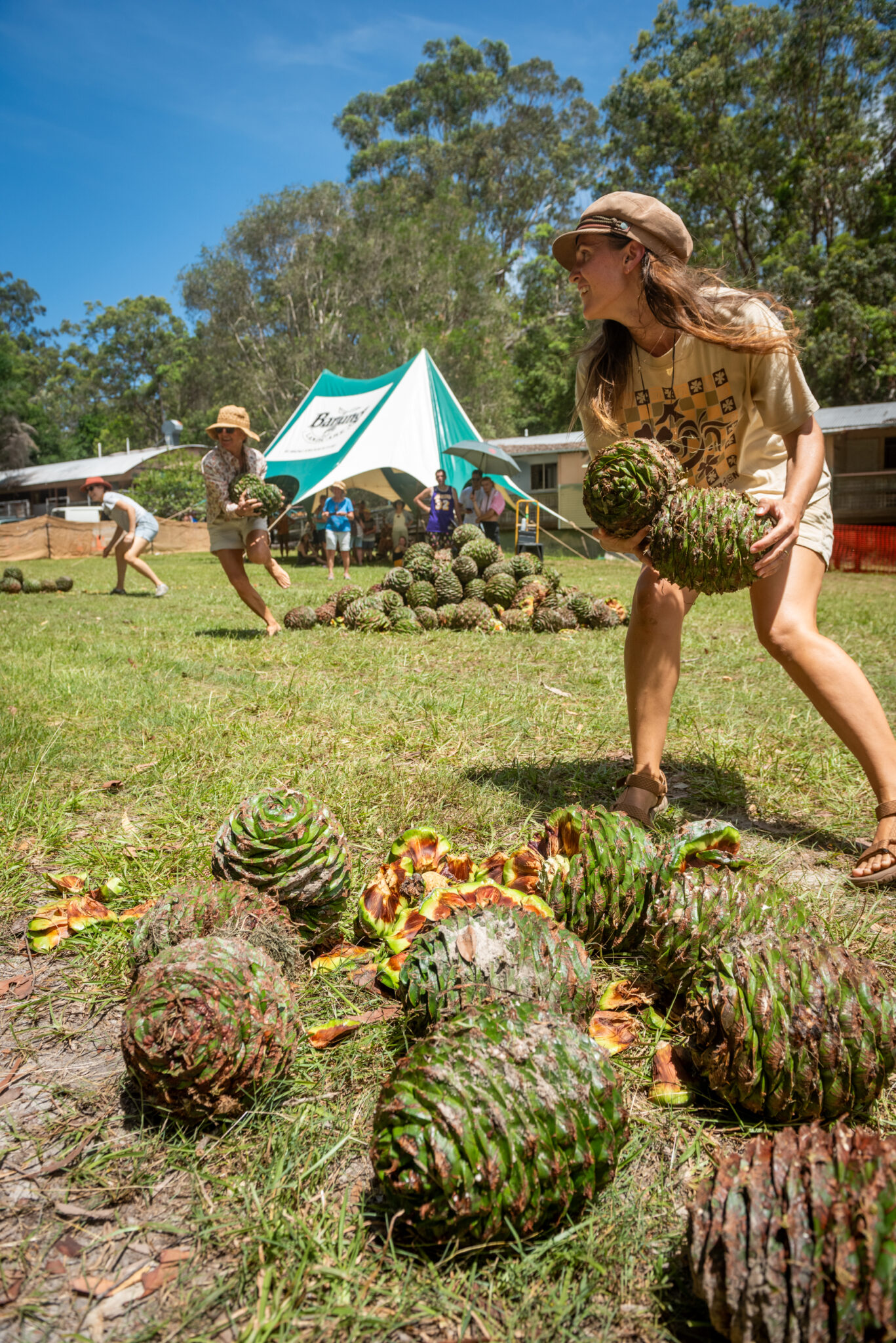 Bunya nut boom - Australian Geographic
