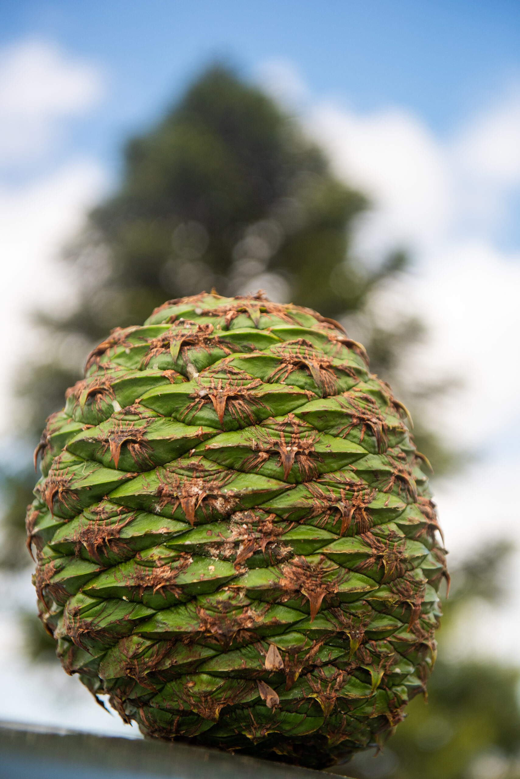 Bunya nut boom - Australian Geographic