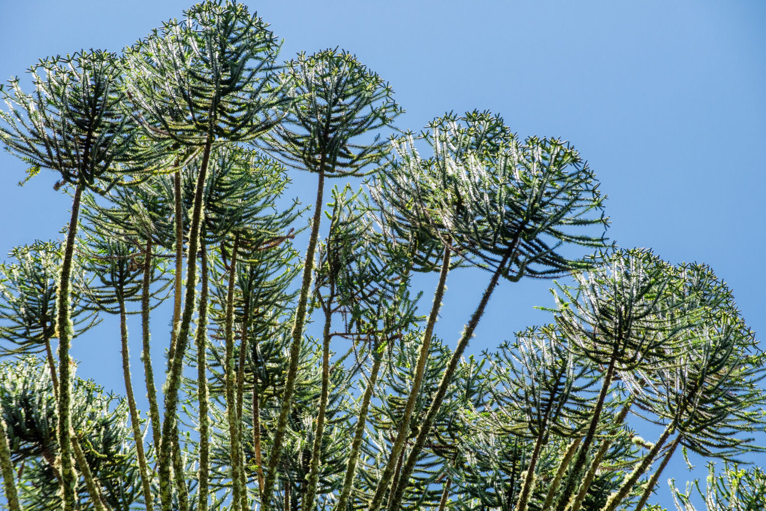 Bunya nut boom - Australian Geographic