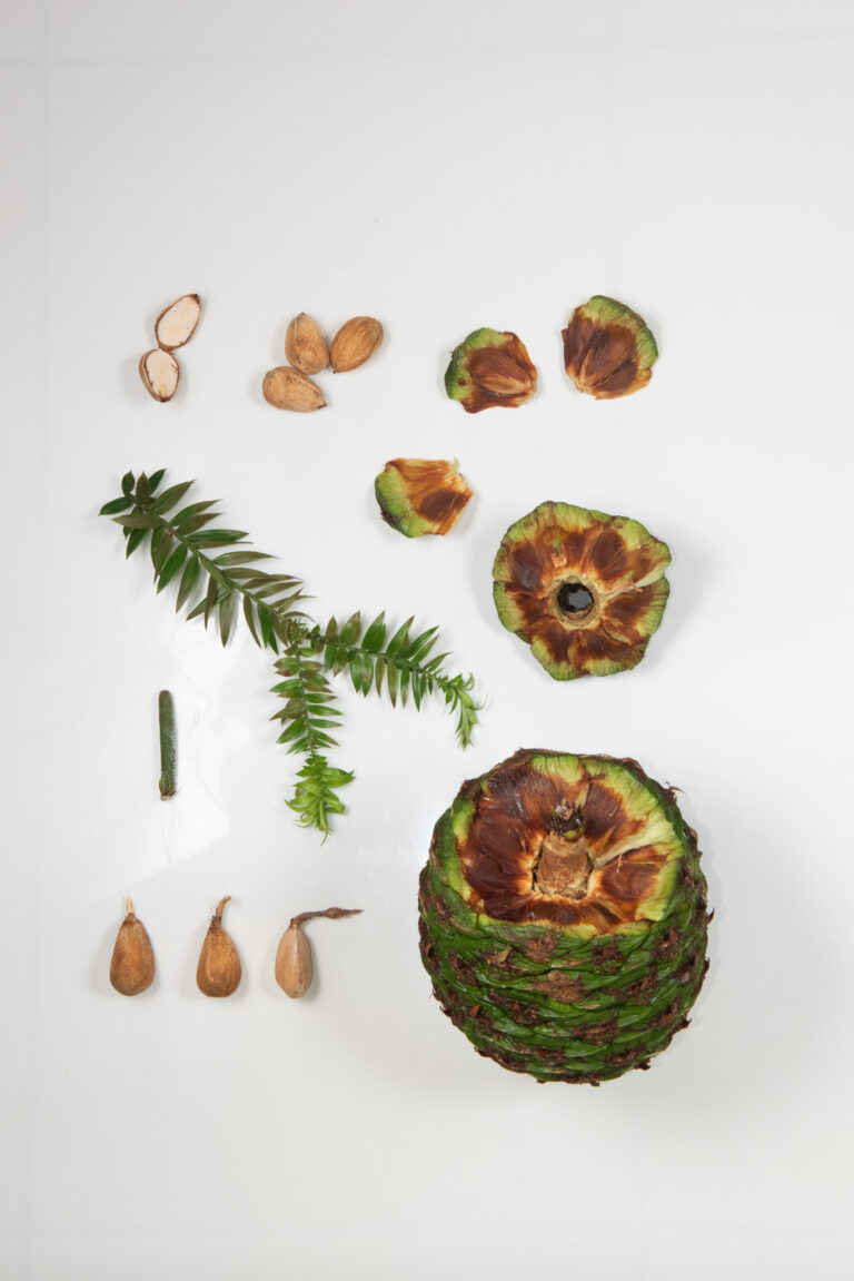 Bunya nut boom - Australian Geographic