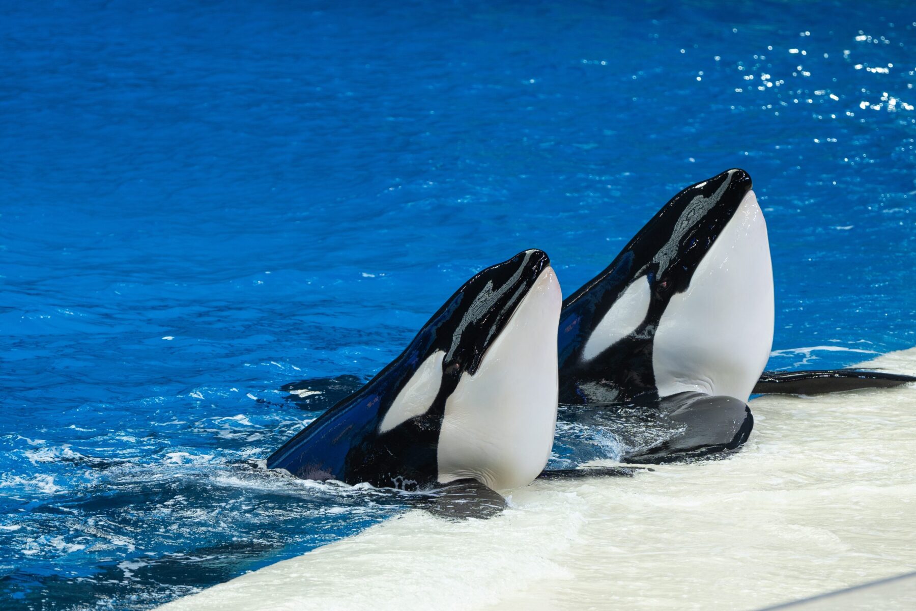 Fact File: Orca (Orcinus orca) - Australian Geographic