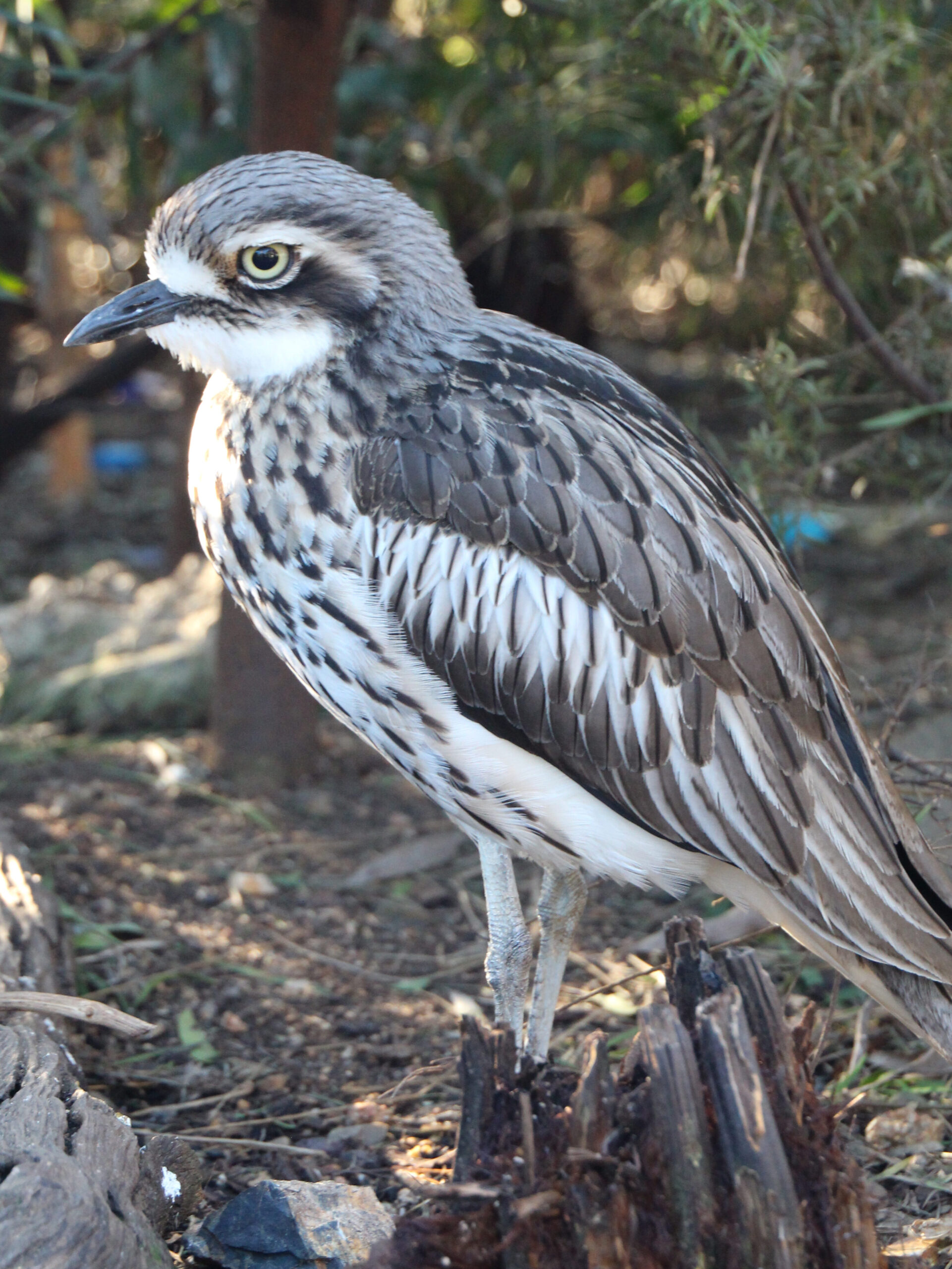 Fact File: Bush-stone-curlew (Burhinus grallarius) - Australian Geographic