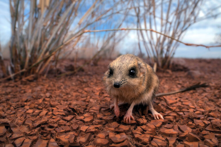 Captive kultarrs reveal wild behaviours - Australian Geographic