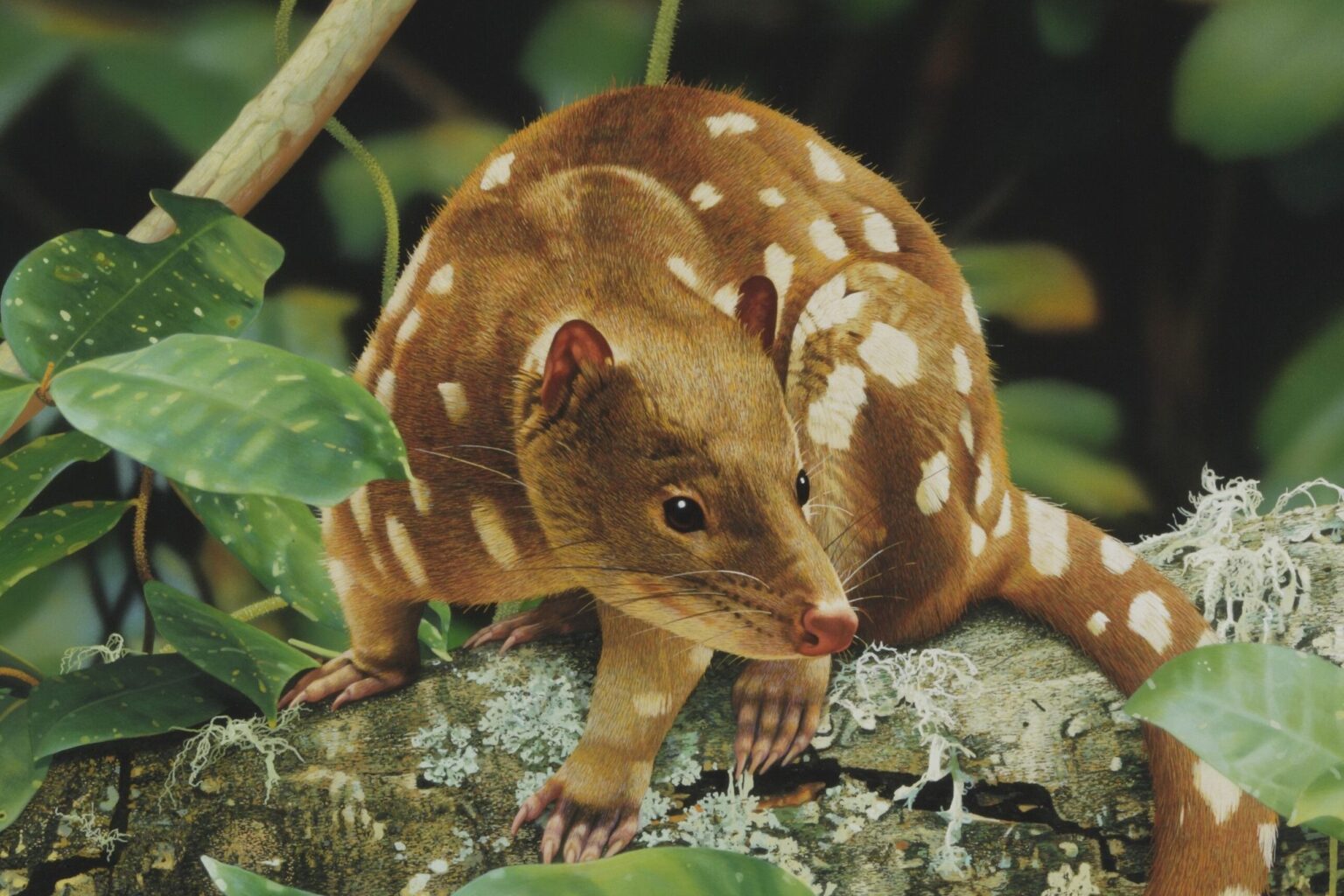 Fact File: spotted-tail-quoll - Australian Geographic