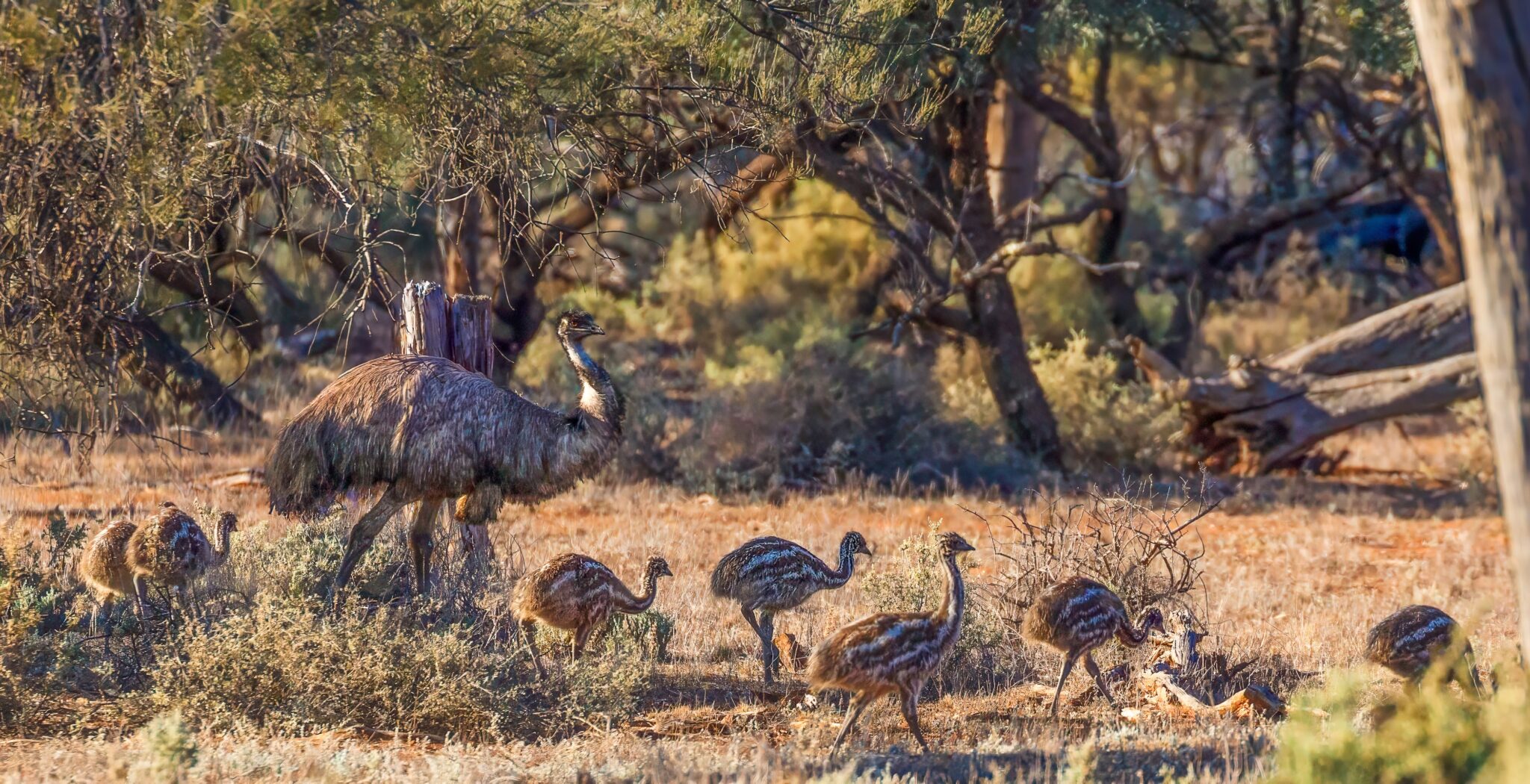 Mungo magic in pictures - Australian Geographic