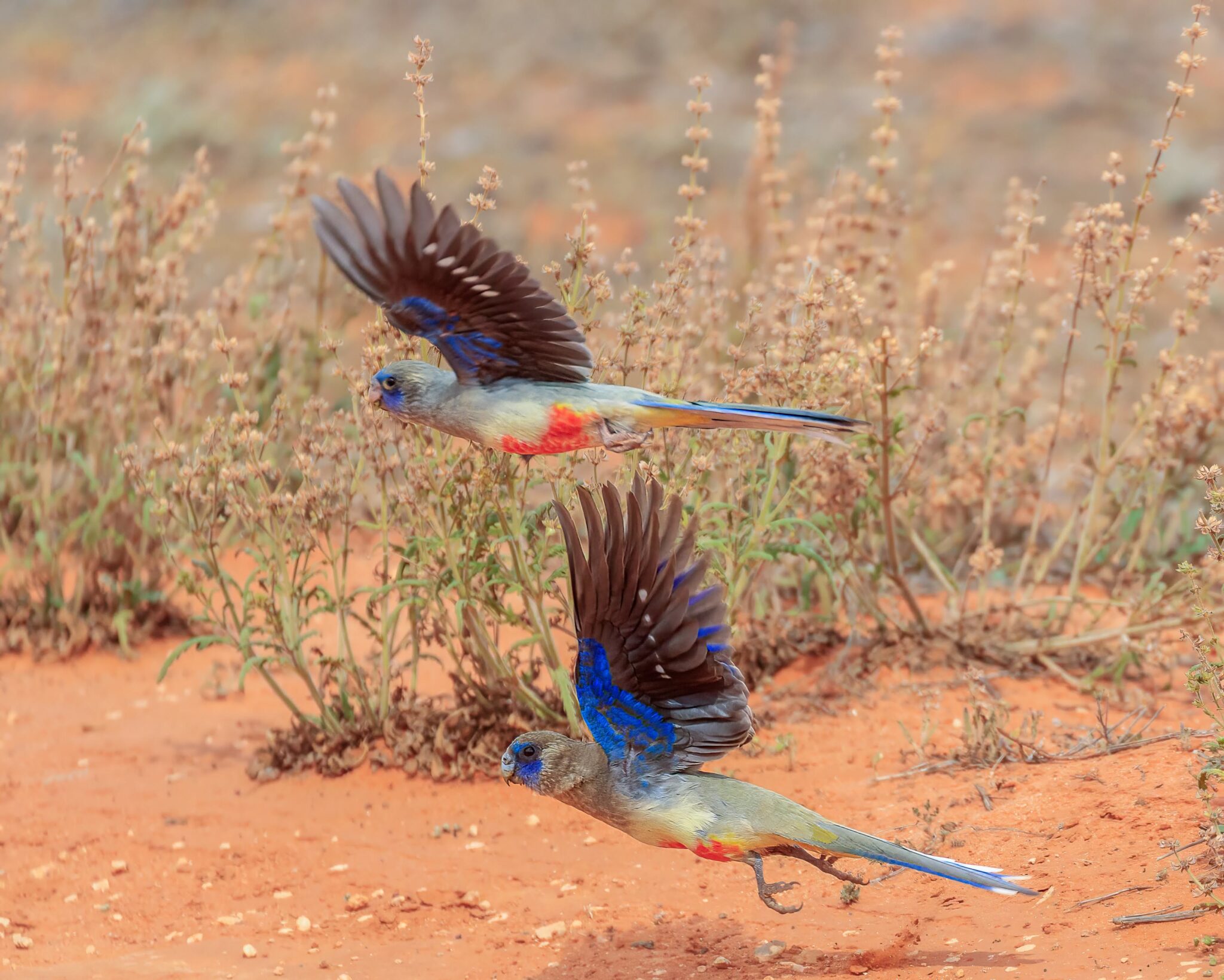 Mungo magic in pictures - Australian Geographic