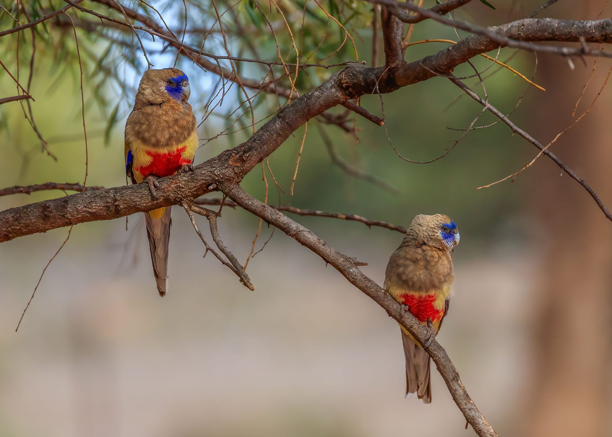 Mungo magic in pictures - Australian Geographic