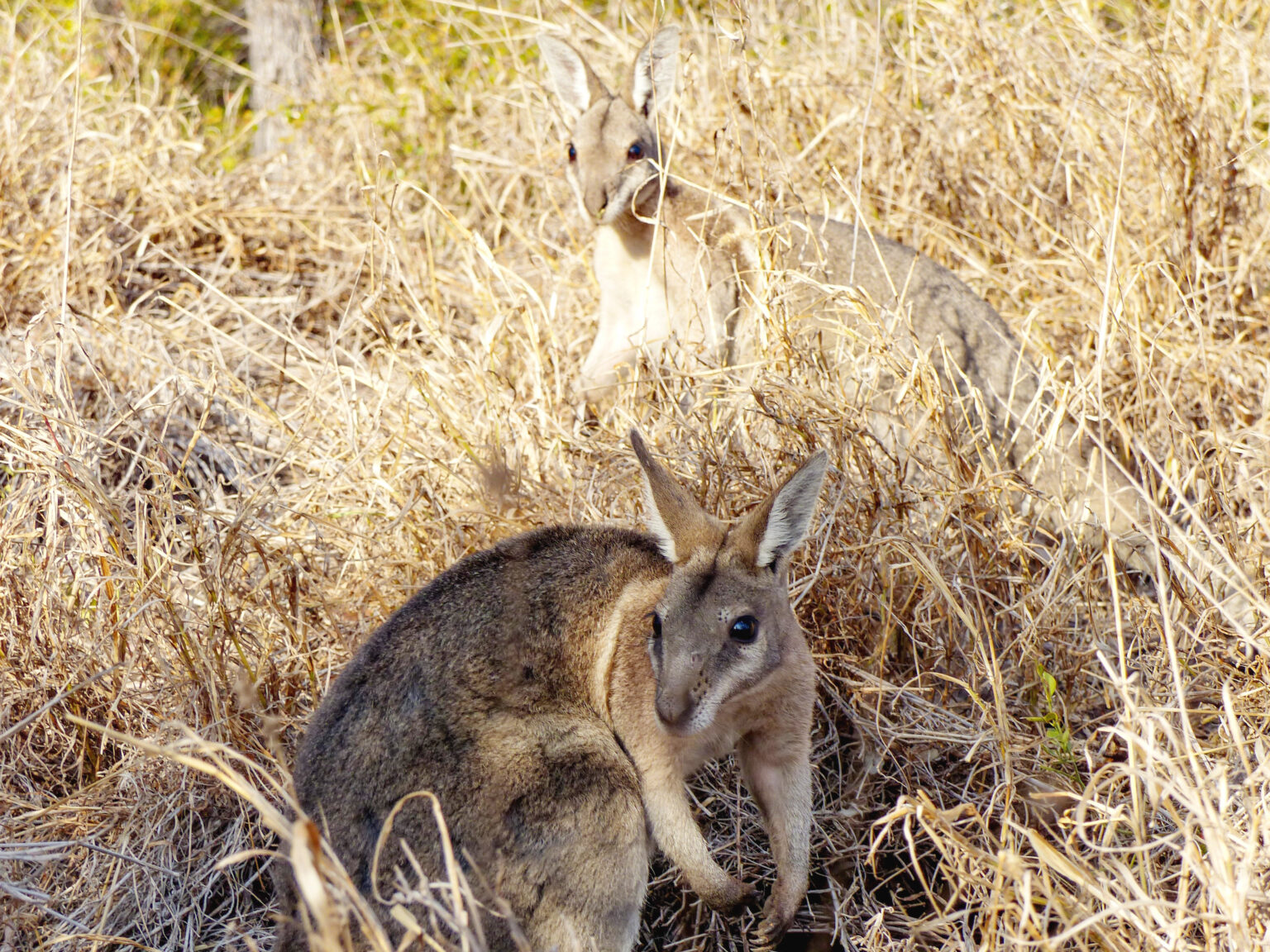 10 Australian animals once thought extinct - Australian Geographic