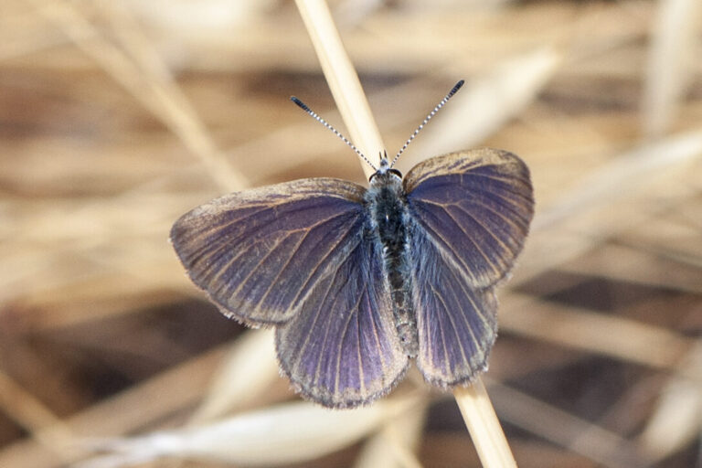 Boobialla and the butterfly - Australian Geographic