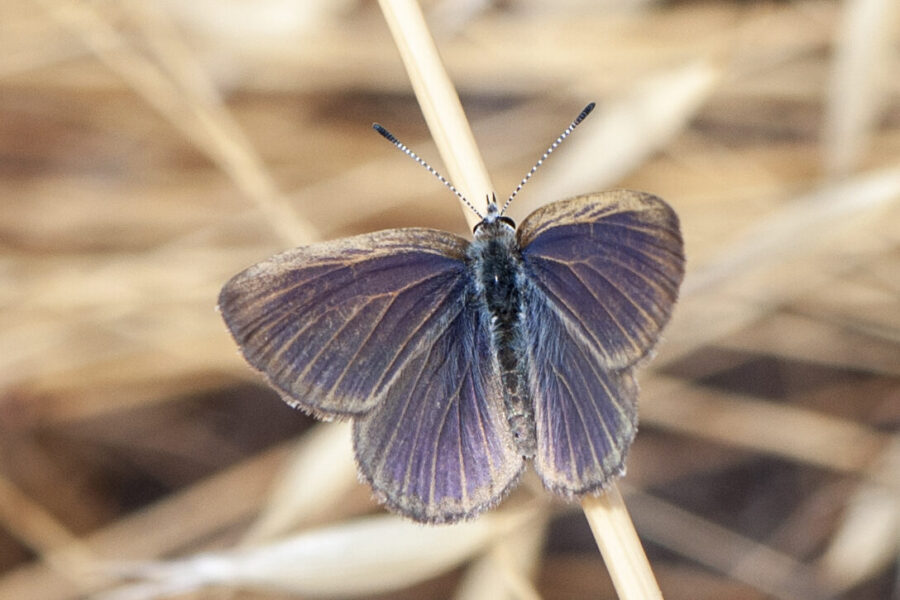 Boobialla and the butterfly - Australian Geographic
