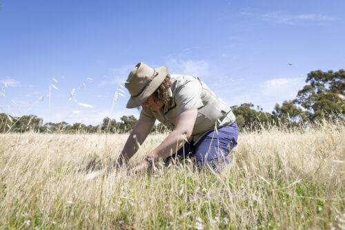 Boobialla and the butterfly - Australian Geographic