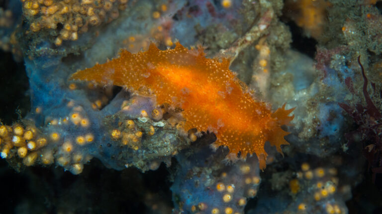 Nocturnal sea slugs don't bother looking fancy - Australian Geographic