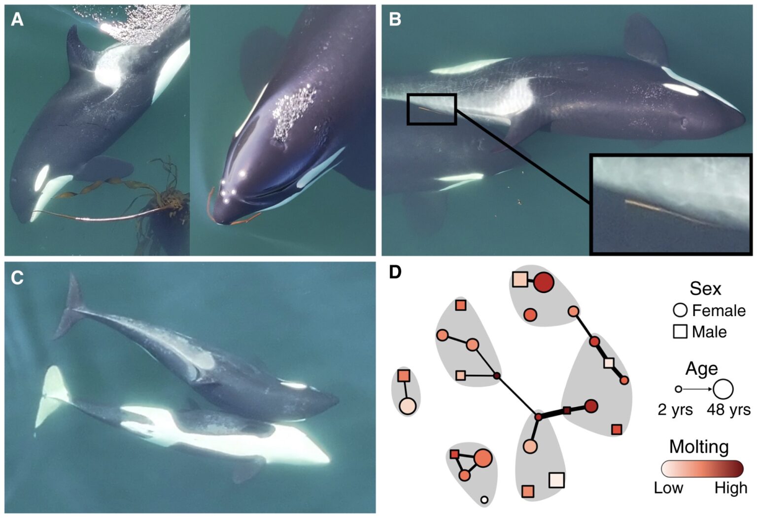 Orcas filmed grooming each other with seaweed- Australian Geographic